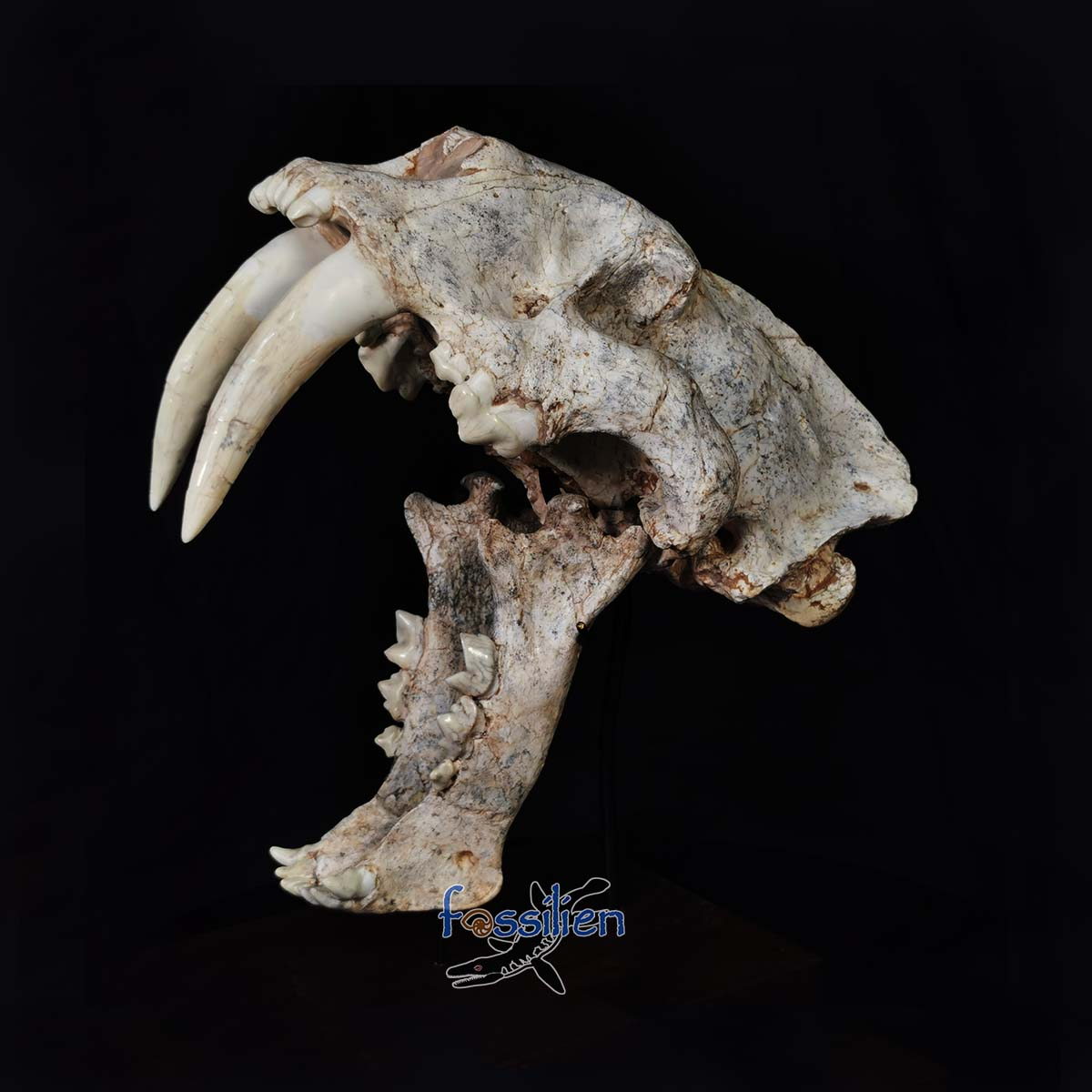 Smilodon Populator Skull