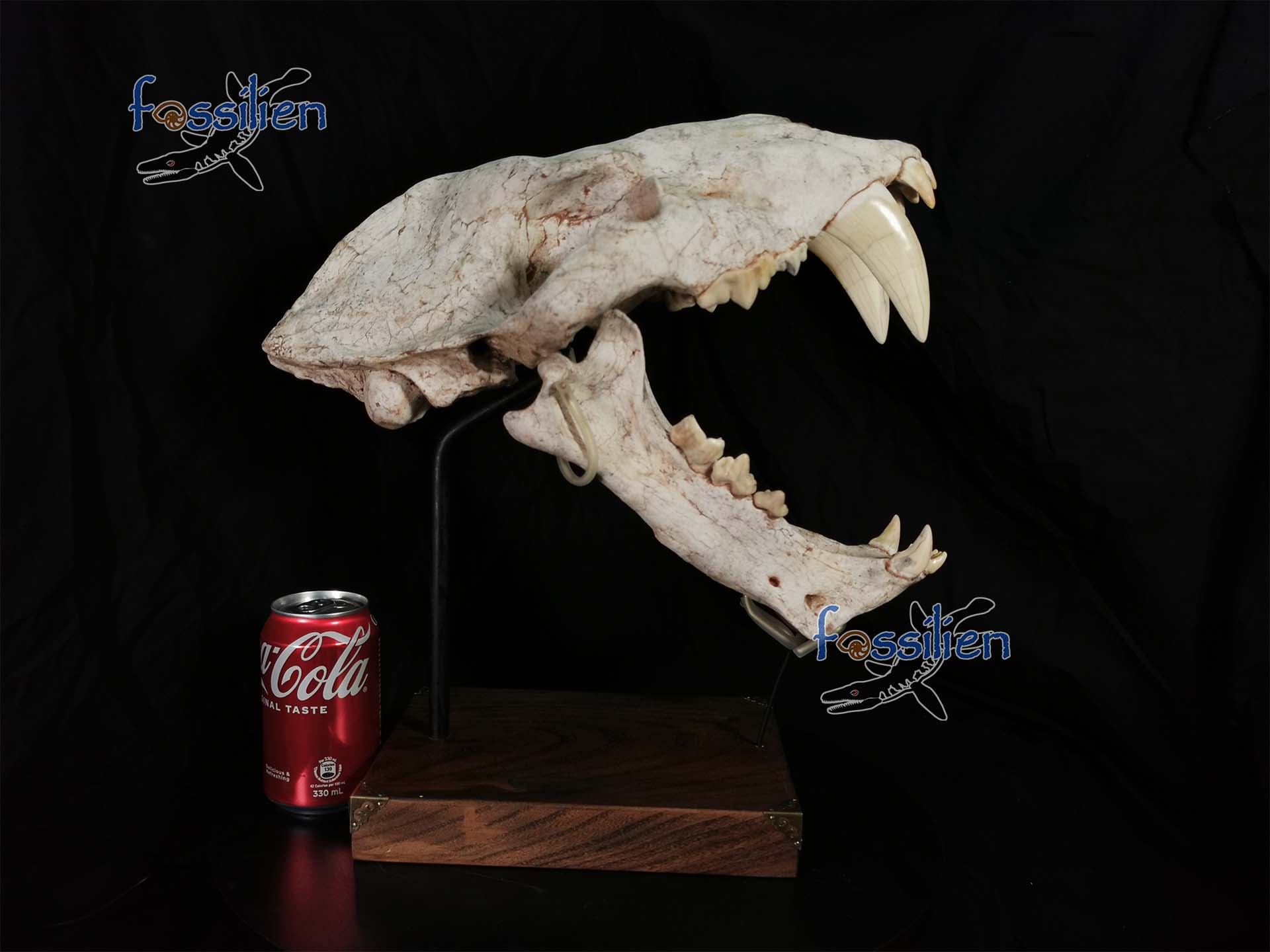 Fossilien Company 化石夢工場