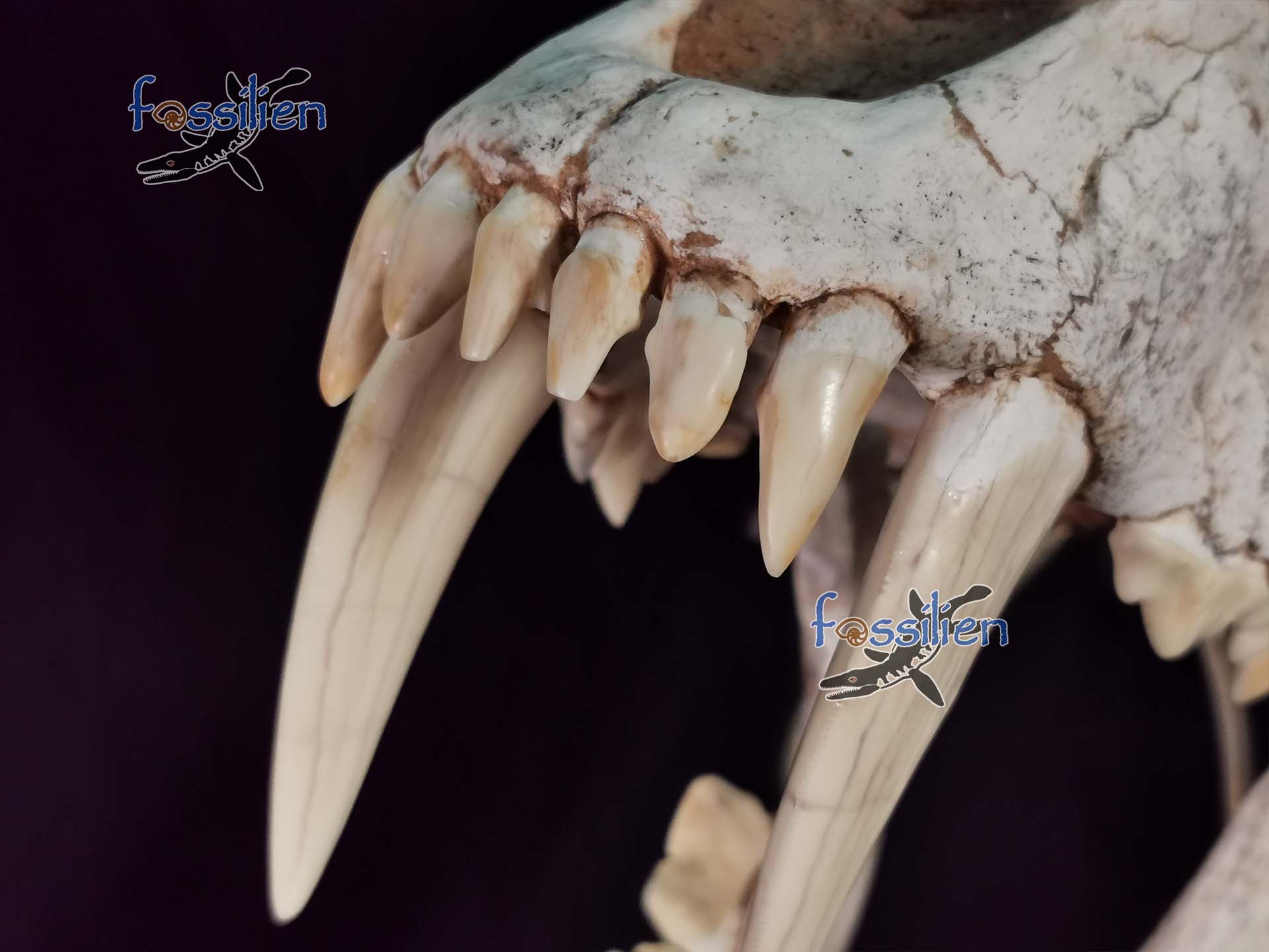 Fossilien Company 化石夢工場