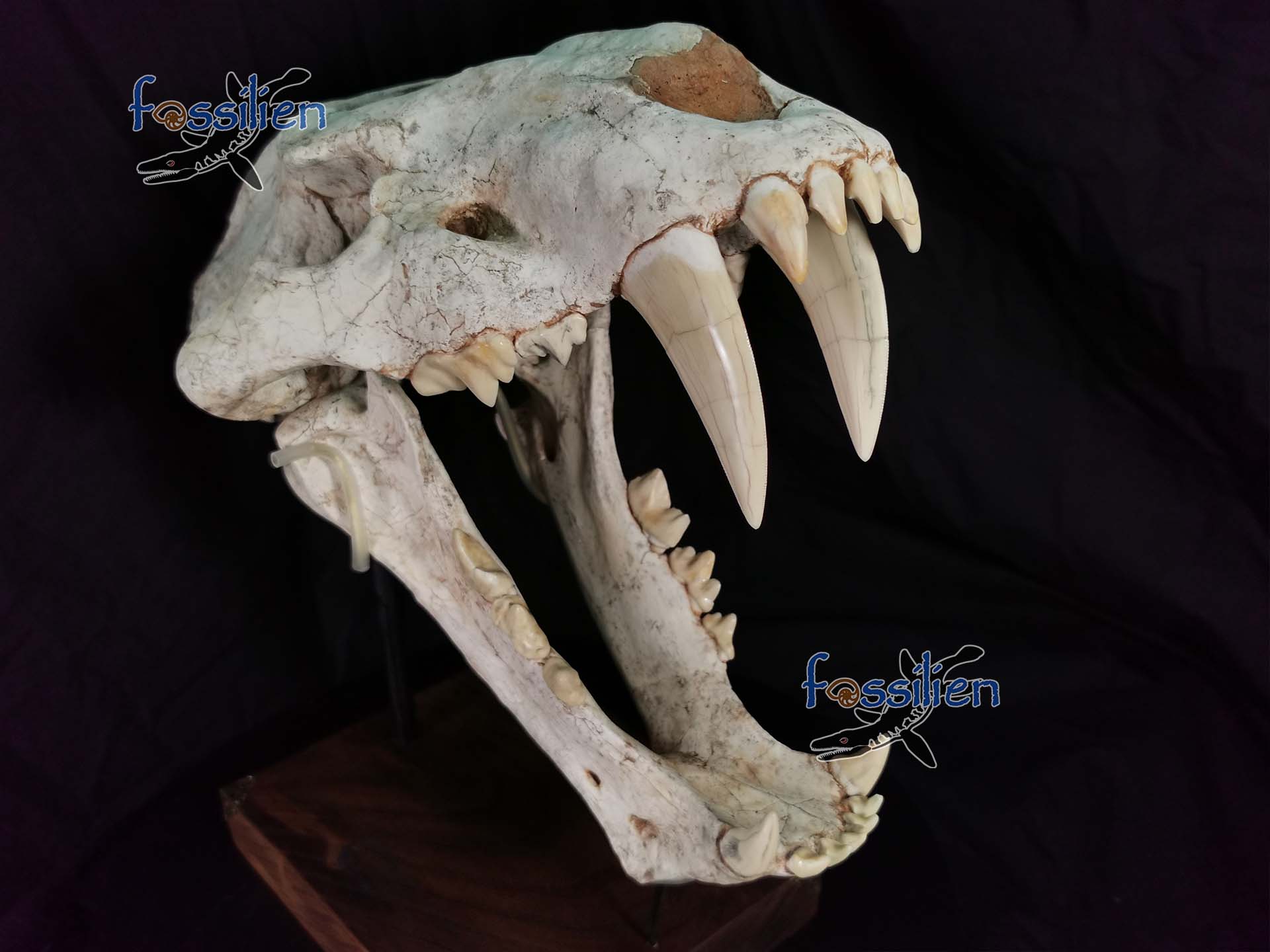 Fossilien Company 化石夢工場