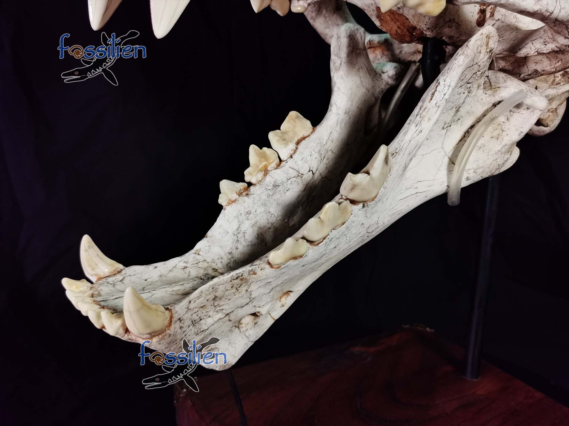 Fossilien Company 化石夢工場