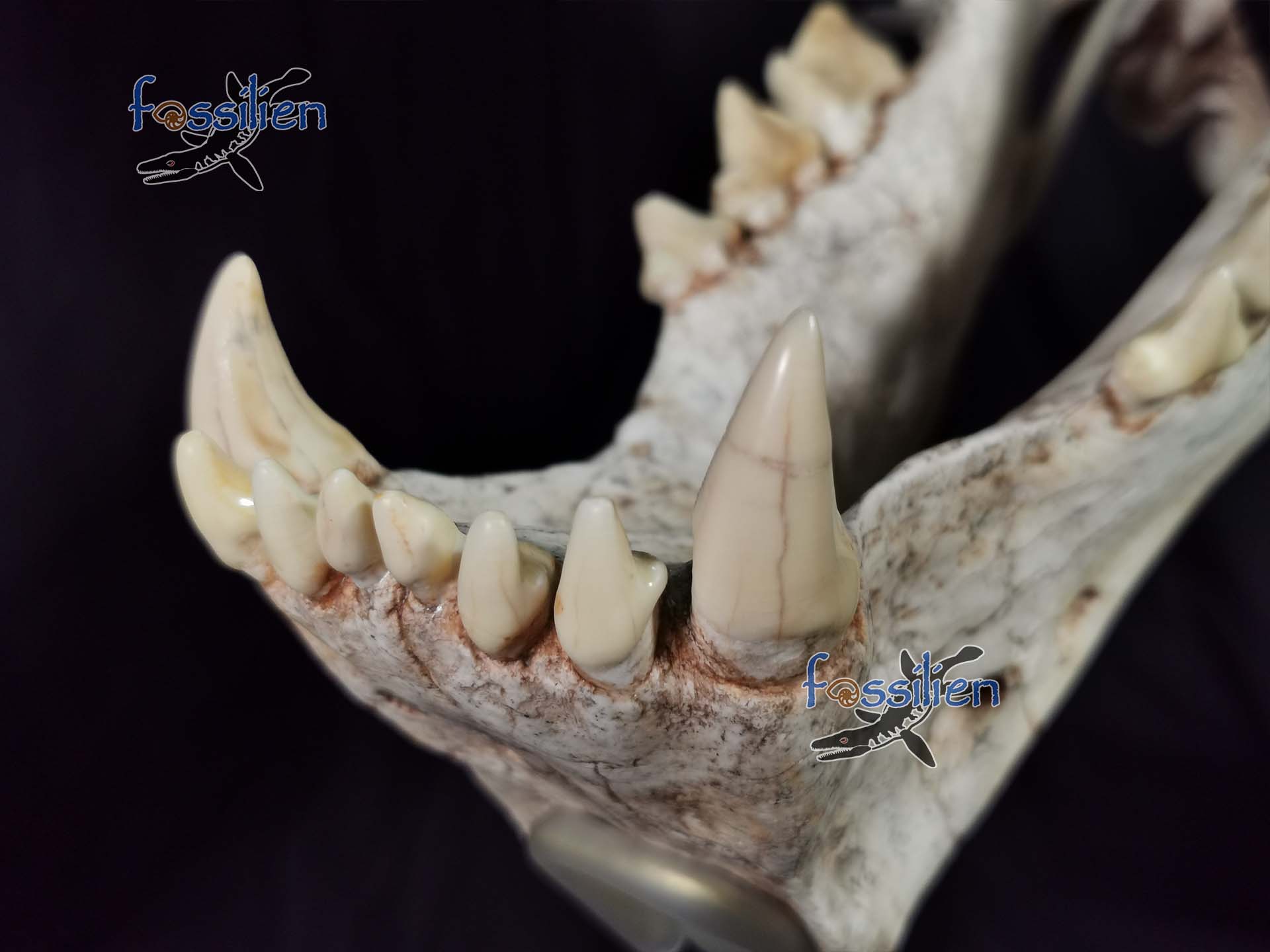 Fossilien Company 化石夢工場