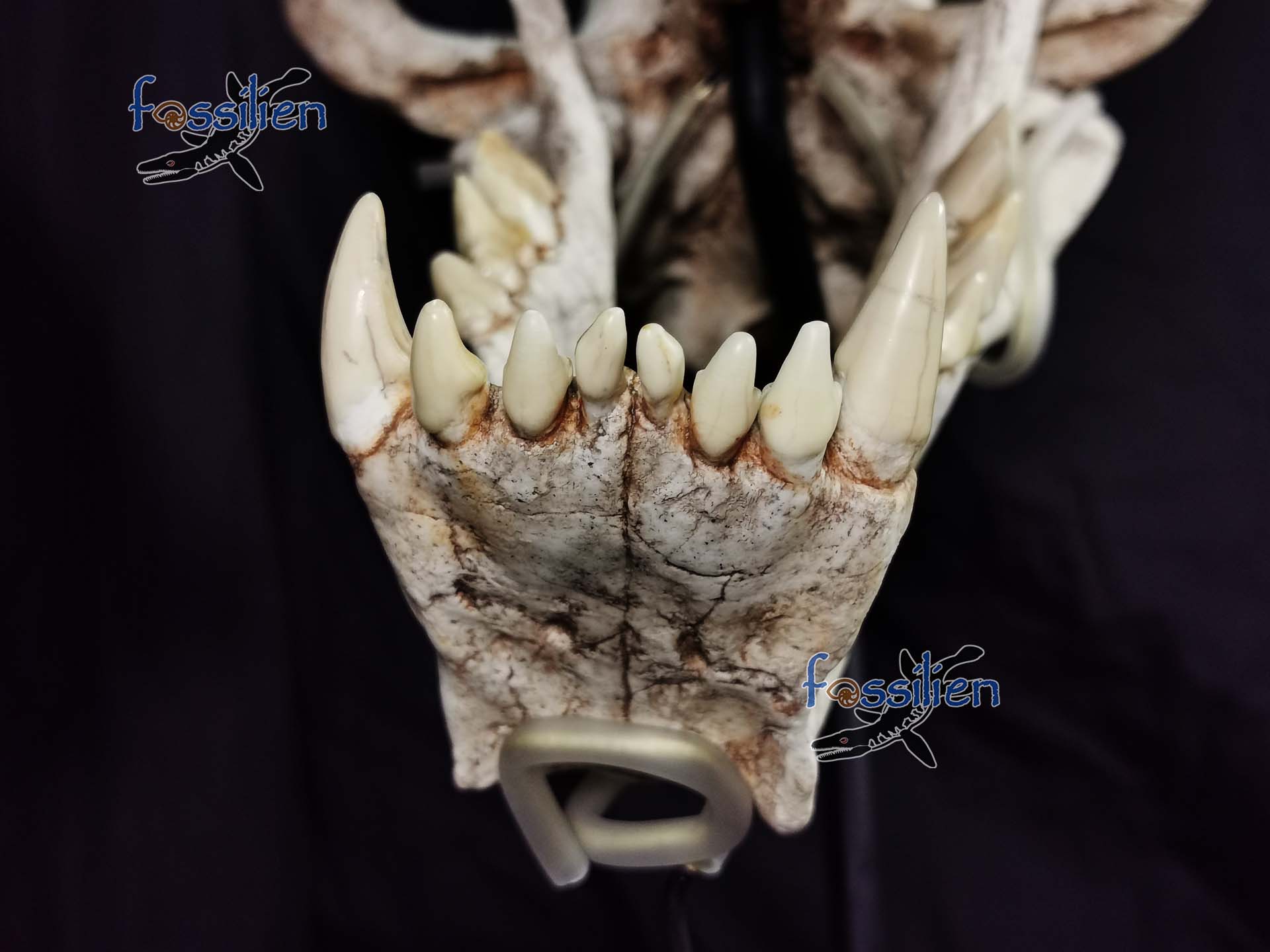 Fossilien Company 化石夢工場