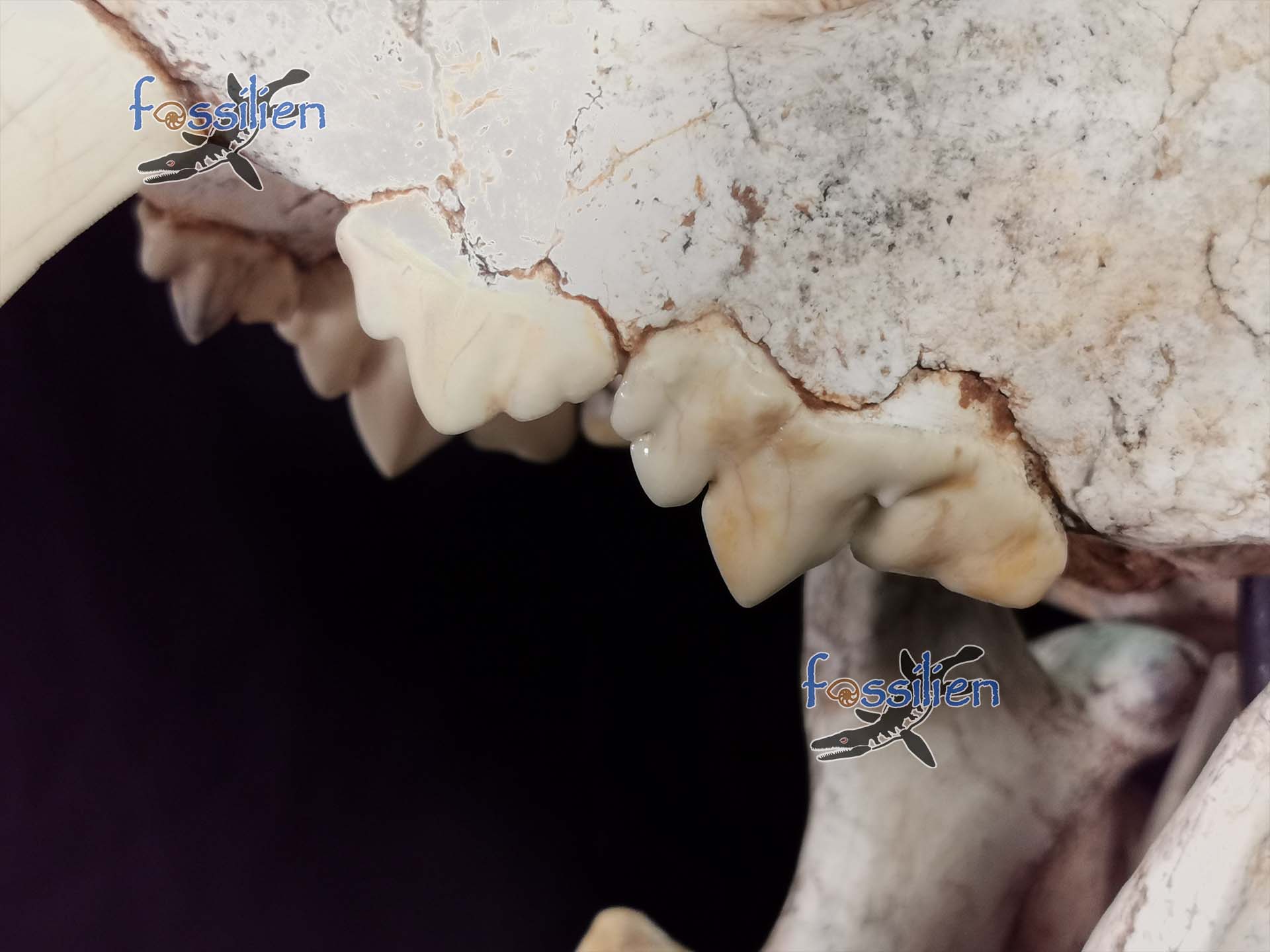 Fossilien Company 化石夢工場