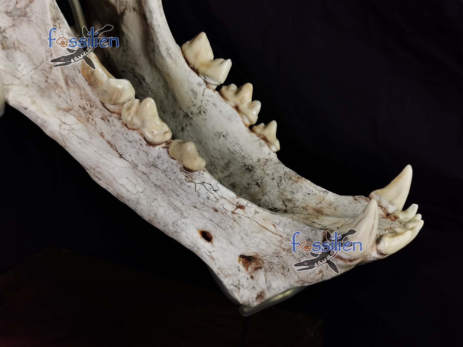 Fossilien Company 化石夢工場