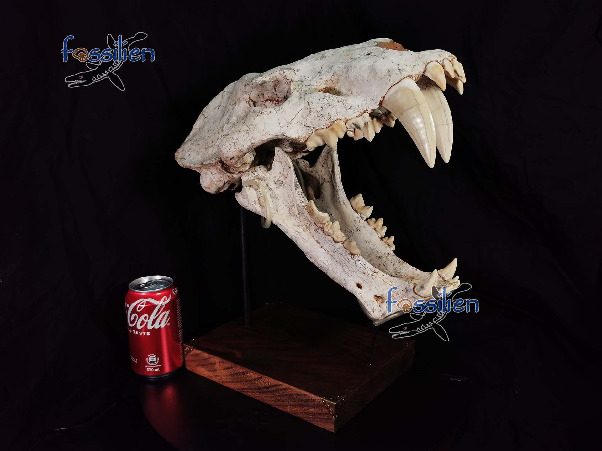 Fossilien Company 化石夢工場