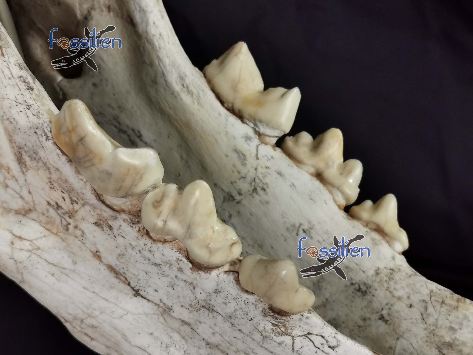Fossilien Company 化石夢工場