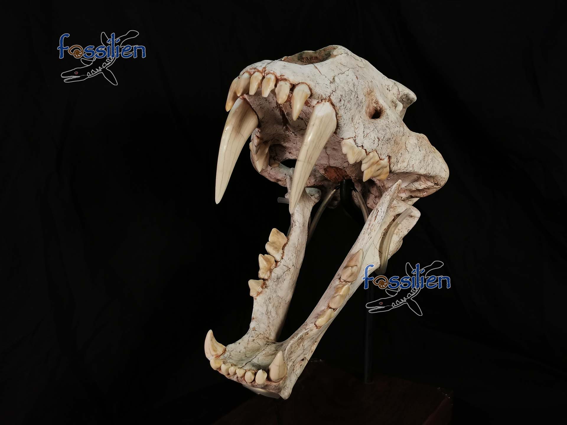 Fossilien Company 化石夢工場