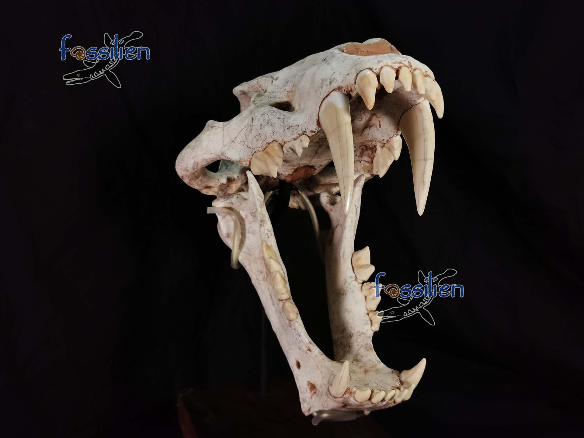 Fossilien Company 化石夢工場