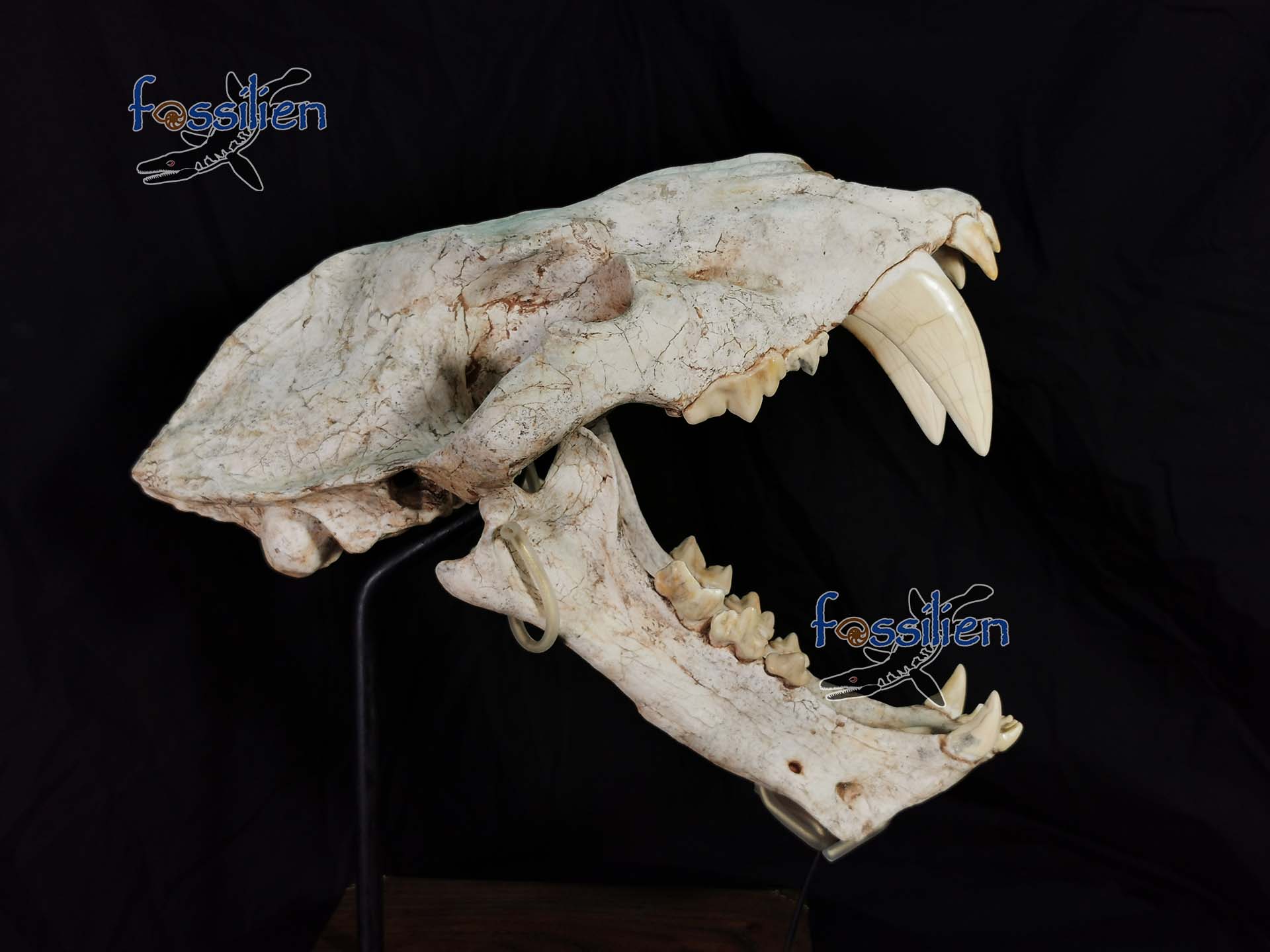 Fossilien Company 化石夢工場