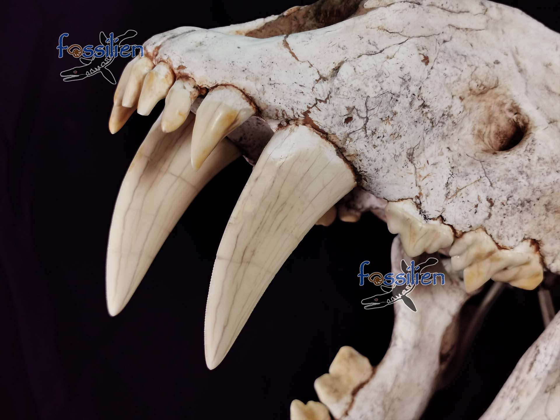 Fossilien Company 化石夢工場