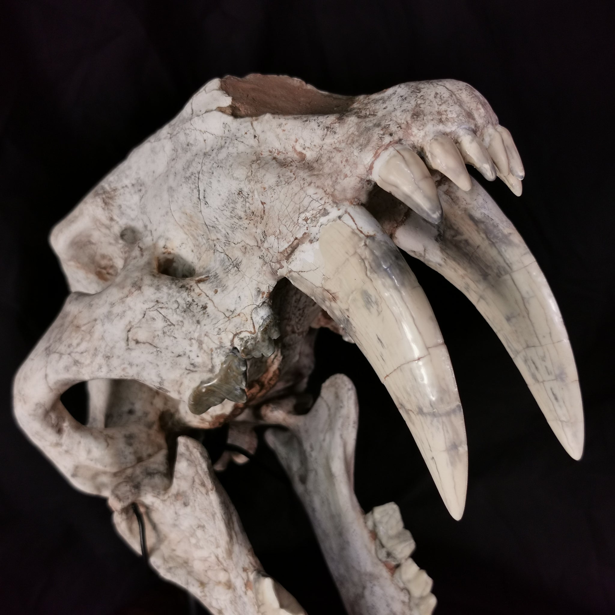 Museum Grade Machairodus Giganteus skull – Fossilien Company