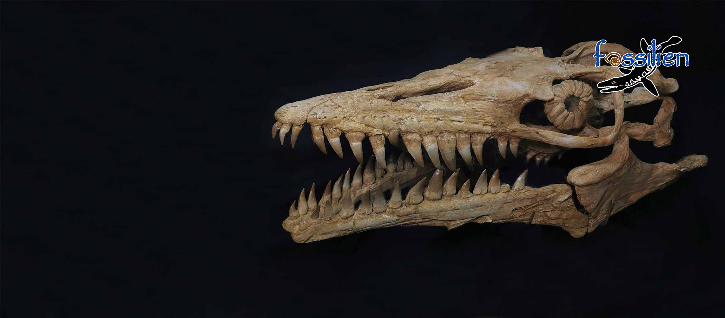 Mosasaurus – Fossilien Company